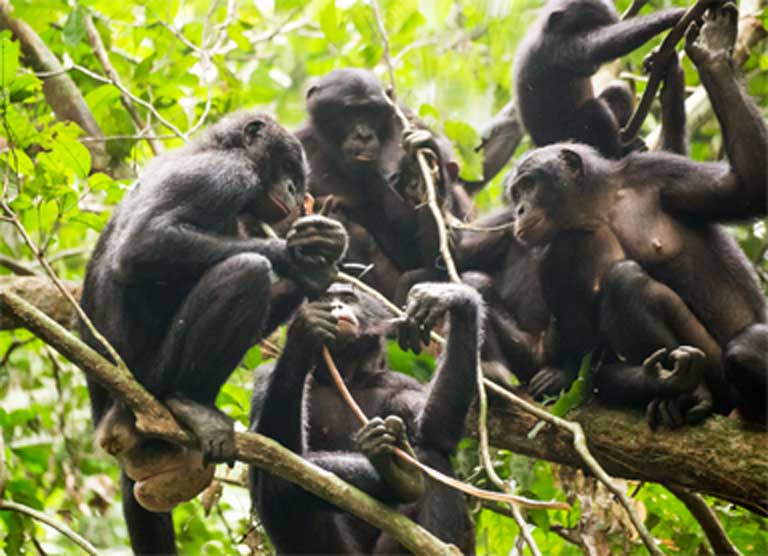11-bonobo - Environmental News