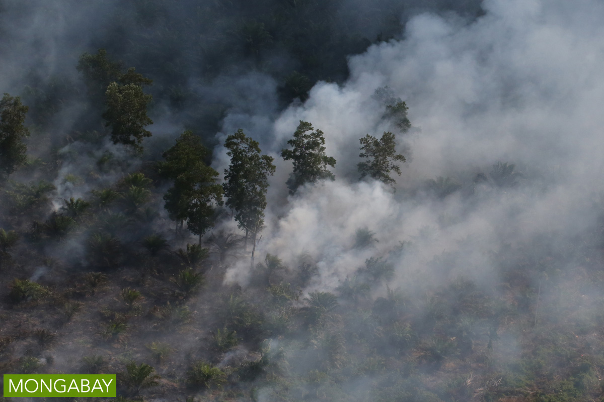 Riau fire haze palm oil - Environmental News