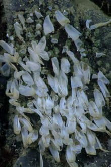 The world's best mother: meet the octopus that guards its eggs for over ...