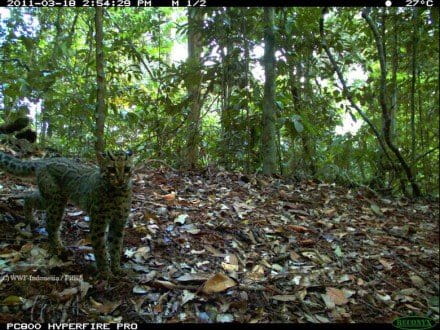 How do Sumatra's wild cats coexist?