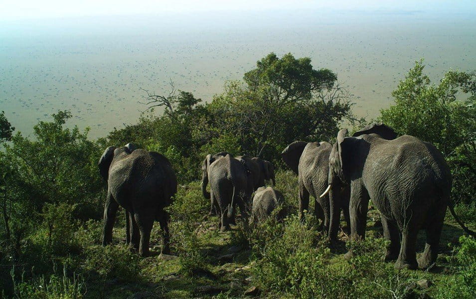 A researcher’s mission to keep people and elephants out of harm’s way ...