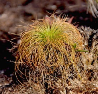 Major expedition uncovers new species in Bolivia