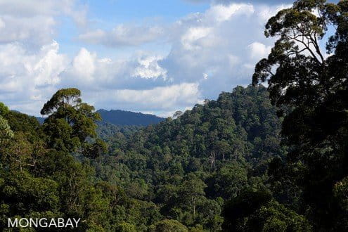 After long battle, big swath of Sumatran rainforest wins protection
