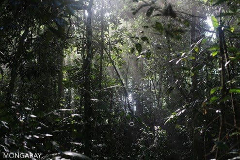After long battle, big swath of Sumatran rainforest wins protection