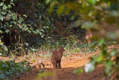 Feline Unseen: The African Golden Cat