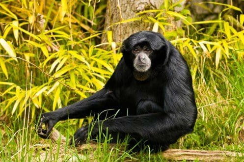 A "singing swinging" lesser ape: the Siamang