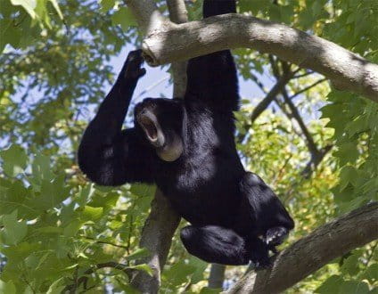A "singing swinging" lesser ape: the Siamang