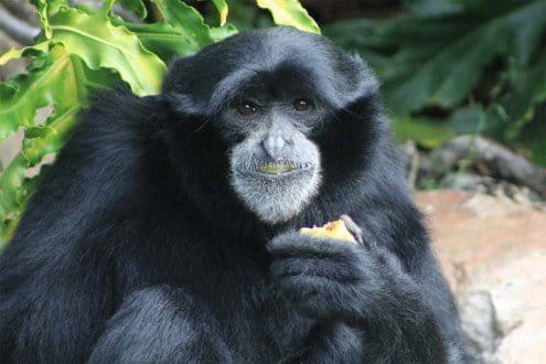 A "singing swinging" lesser ape: the Siamang