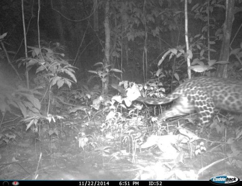 Rare spotted leopards sighted on Malaysian Peninsula