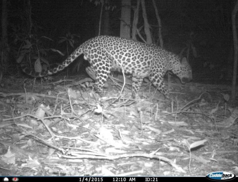 Rare spotted leopards sighted on Malaysian Peninsula