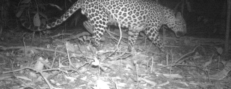 Rare spotted leopards sighted on Malaysian Peninsula