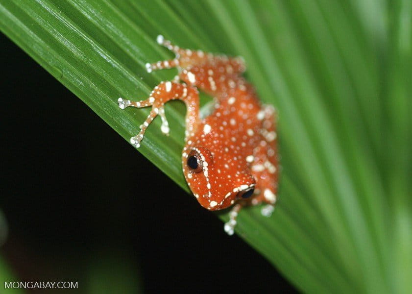 Scientists find a fix for a 'frog's worst nightmare'