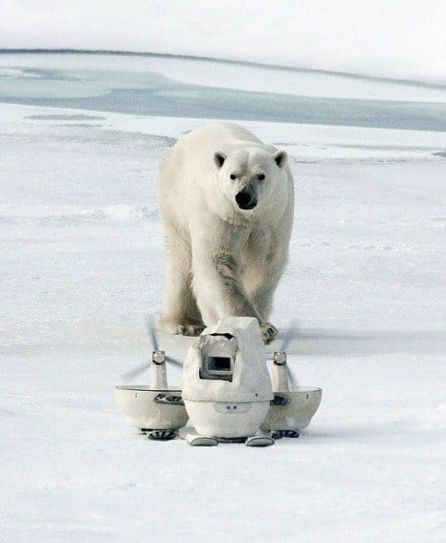 Personalizing climate change: spy cameras document polar bear behaviors ...