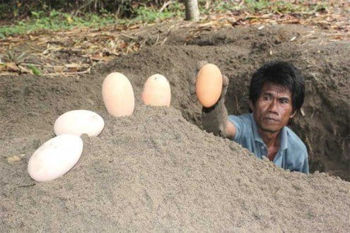 The maleo: a success story for Indonesia’s strange pit-digging bird