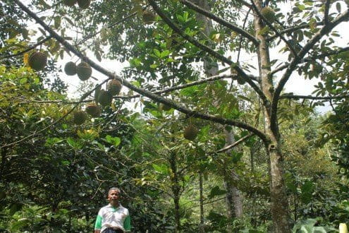 In the shadow of a metropolis, a community revives Java's lost forests