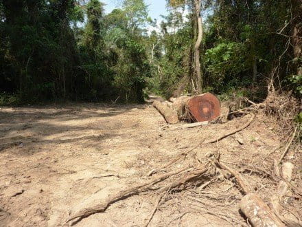 Illegal logging decimating birds in Ghana: 'These numbers are shocking'