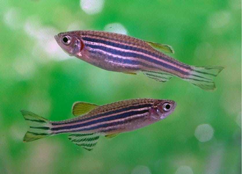 Zebrafish may hold key to heart regeneration