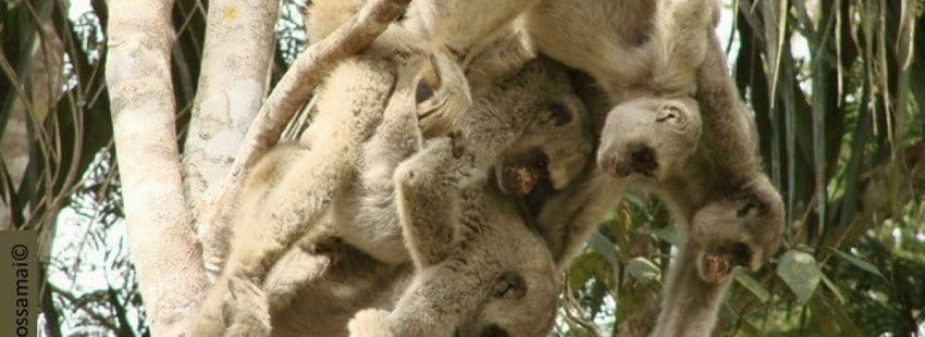 The Muriqui: Brazil’s critically endangered "hippie monkey" hangs tough