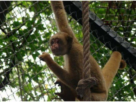 The Muriqui: Brazil’s critically endangered "hippie monkey" hangs tough