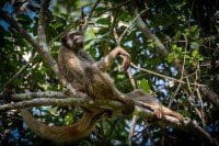 The Muriqui: Brazil’s critically endangered "hippie monkey" hangs tough
