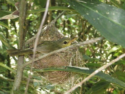 Scientists discover bird in Madagascar that evolved in reverse