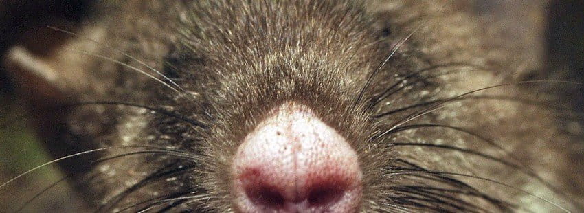Hog-nosed rat discovered in Sulawesi is so unique it’s been placed in ...