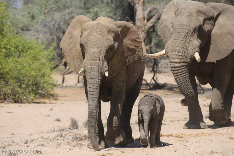 Queen of elephant ivory trafficking arrested in Tanzania