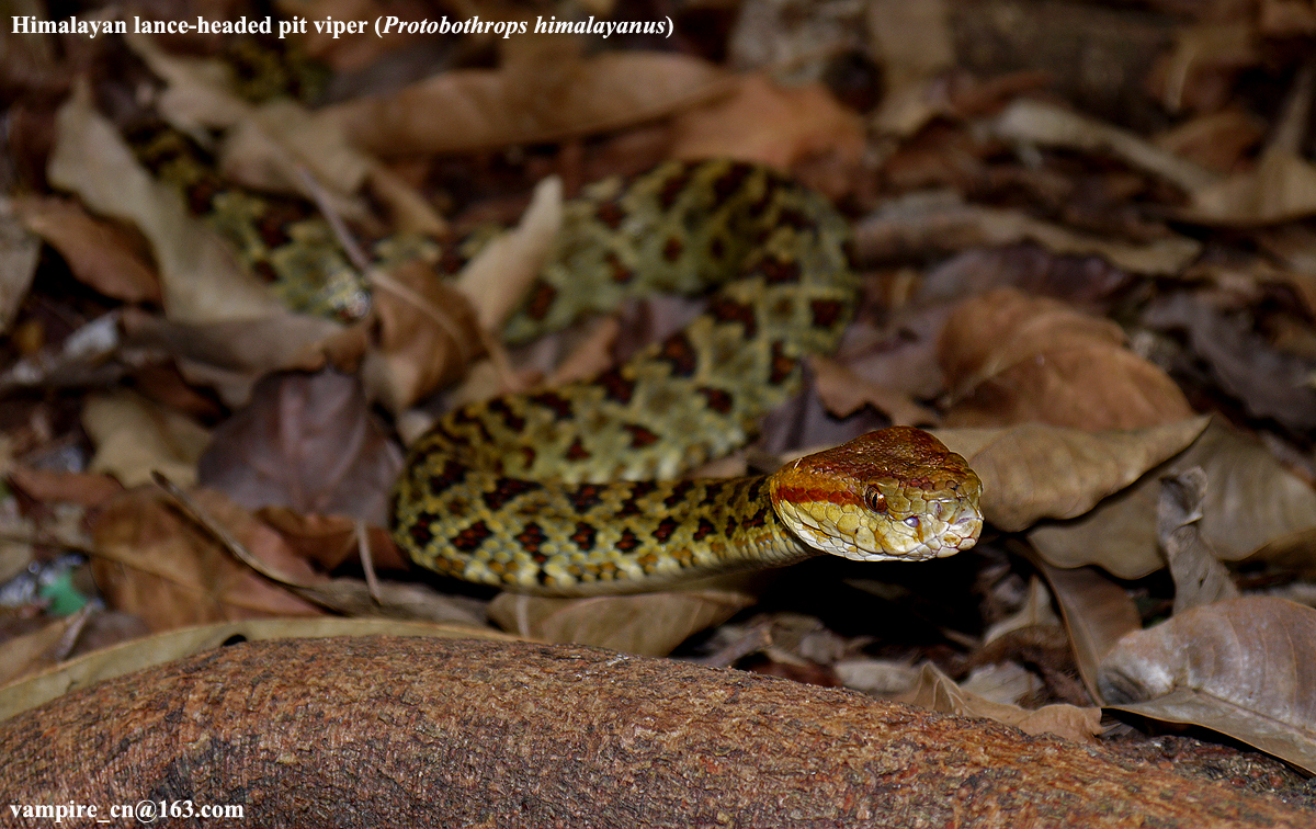 Photos: Hundreds of new species discovered in the Eastern Himalayas