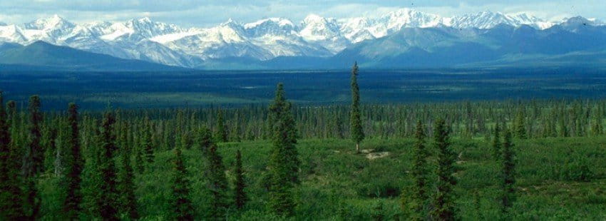 World’s vast boreal forests could ‘hit a tipping point’ this century, scientists say