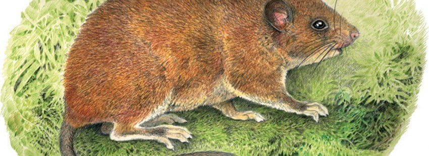 New rat species find sheds light on Philippine mammalian diversity