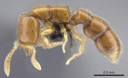 Wolves of the microscopic world: new Dracula ant species found in ...