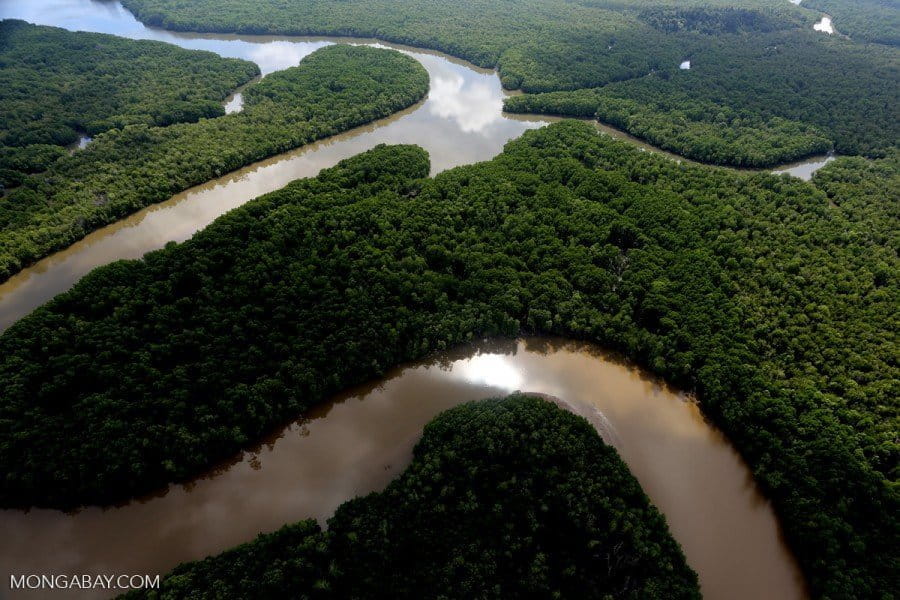 Key forest countries’ climate pledges fall short on emissions from land ...