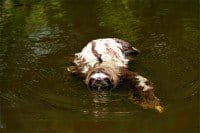 Peru creates 'Yellowstone of the Amazon': 3.3M acre reserve home to ...