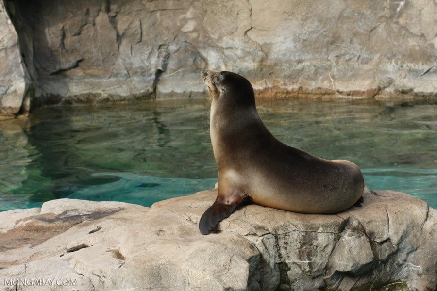 It looks like we may be headed for a more 'pro-animal' future