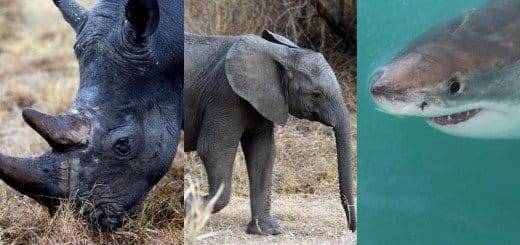 It looks like we may be headed for a more 'pro-animal' future