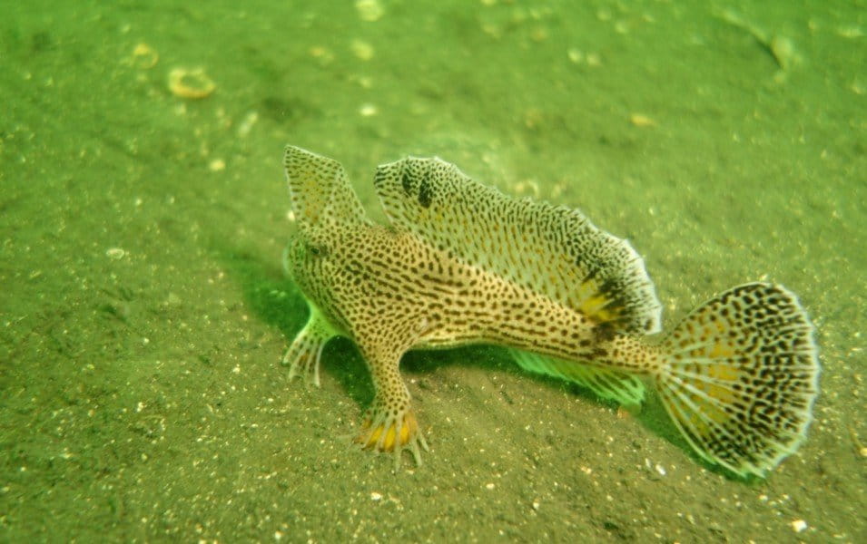 Giving the handfish a hand