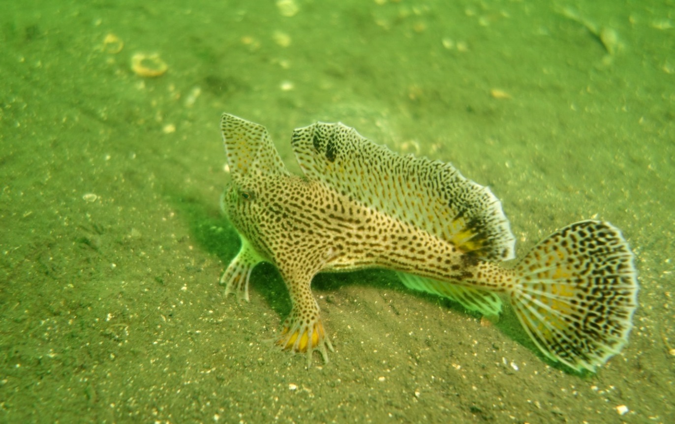 Giving the handfish a hand