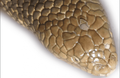 Rare sea snakes feared extinct discovered off the coast of Western ...