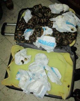 Local and global forces unite to save Madagascar’s Radiated Tortoise