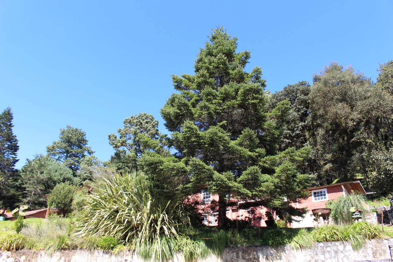 Guatemala's Christmas season isn't nice to the native pinabete tree