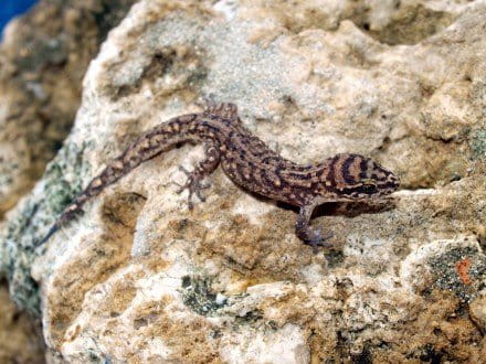 New gecko discovered on deforested island off Vietnamese coast
