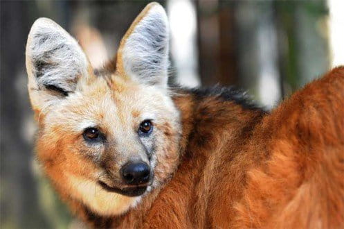 The Maned wolf: Saving South America’s largest canid