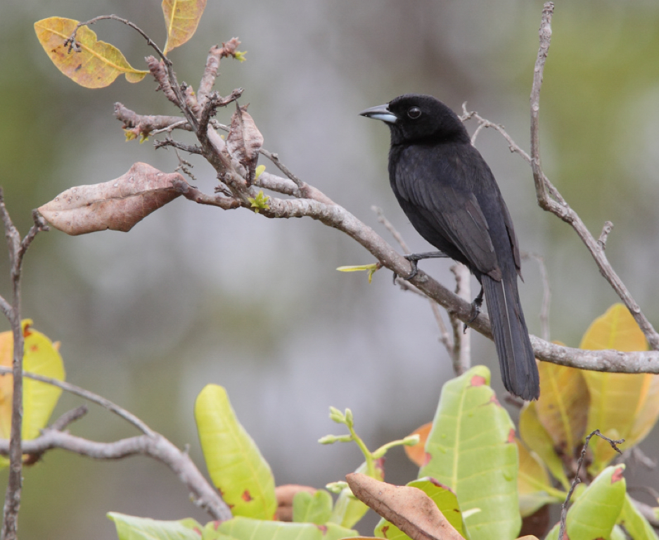 South America’s white-sand forests: poorly known and under threat