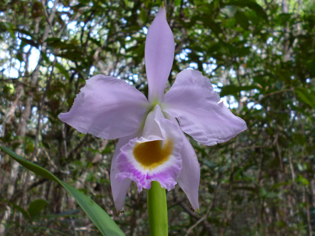 South America’s white-sand forests: poorly known and under threat
