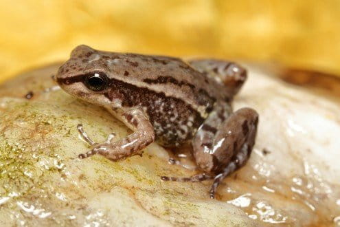 Scientists rush to save an iconic frog from an active volcano in Ecuador