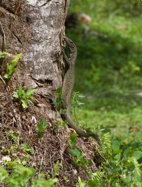 ‘Biogeographical oddity’: New monitor lizard is the only large predator ...