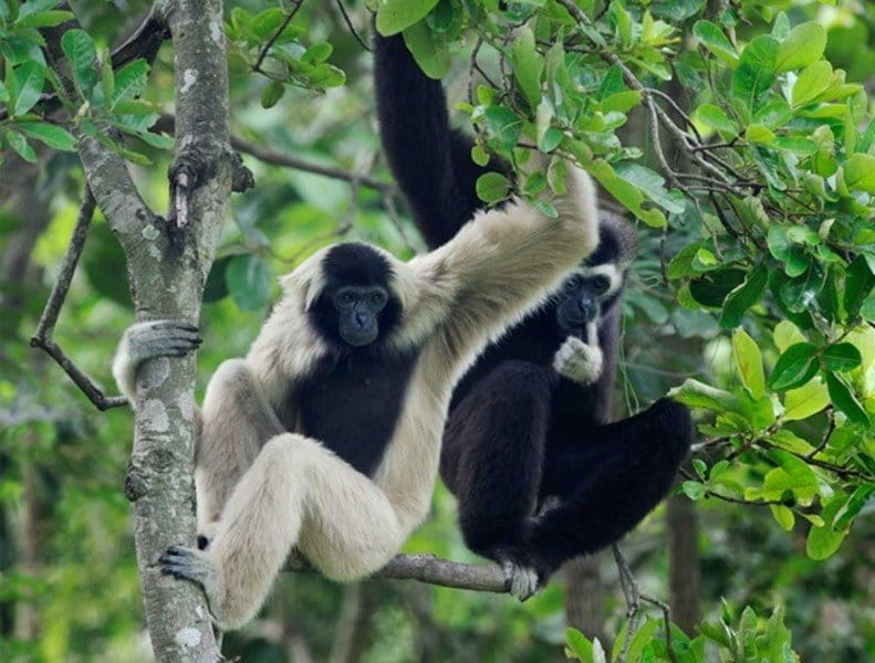 Conservation news on Gibbons