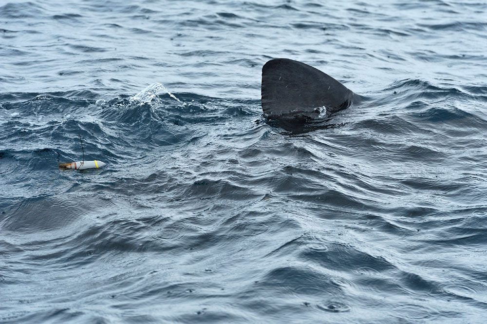 Tracking technologies help to identify key marine areas for basking sharks