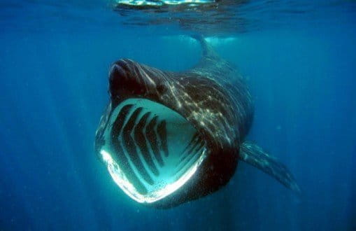 Tracking technologies help to identify key marine areas for basking sharks
