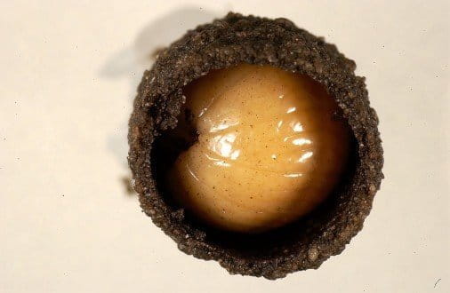 Toxic beetles and poisonous plants: Study reveals how southern Africa’s ...